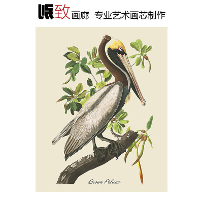 褐鹈鹕奥杜邦鸟类动物装饰画芯