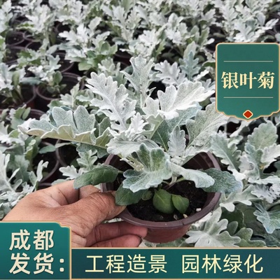 银叶菊室内植物庭院阳台客厅绿化