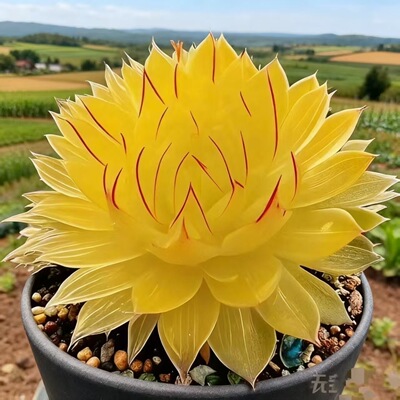 新款金凤玉露十二卷多肉组合套餐新手好养办公室阳台防辐射室内