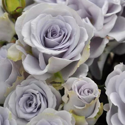 维特园艺多季开花多年生好养月季