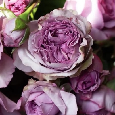 新品快银藤本大花灌木月季