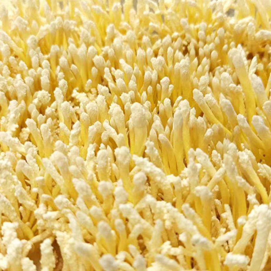 100克蝉花子实体(人工培植)蝉花虫草纯粉 蝉花虫草子实体原料