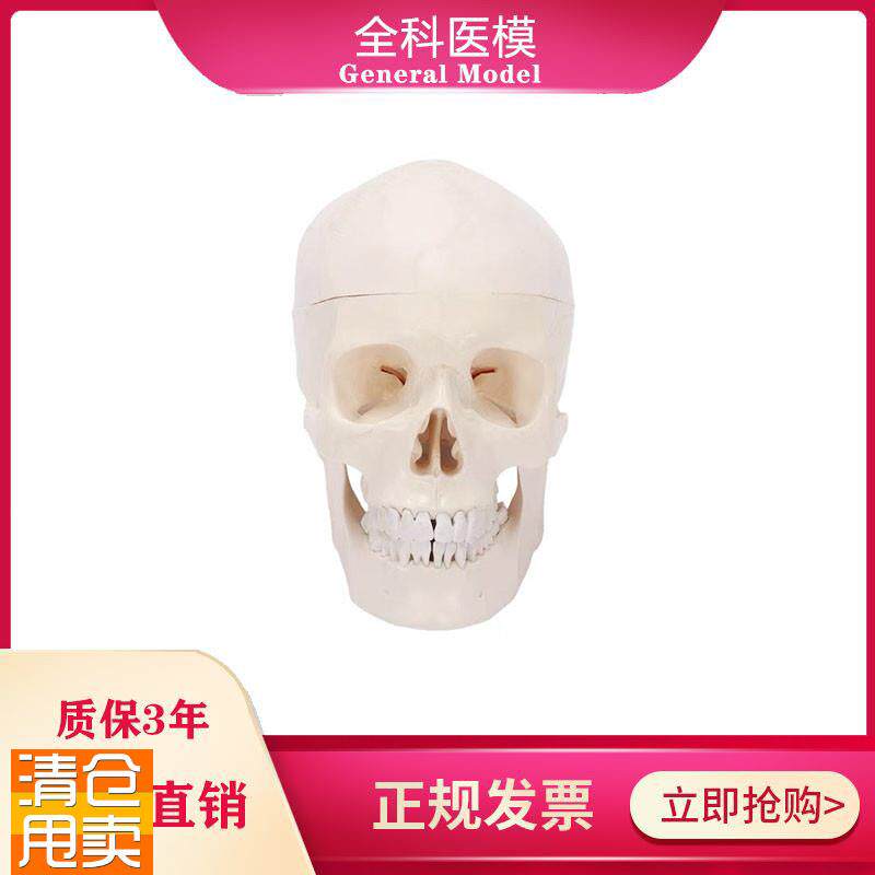 自然大头骨模型j人体头颅骨标本骨缝线解剖结构教学展示仿真骷髅