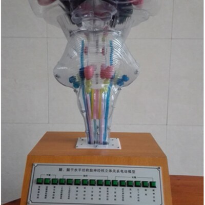 脑与脑干和脑神经核立s体关系电动模型 电动脑干脑神教学模型