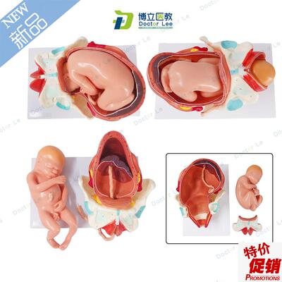 正品妊娠胚胎女性足月分娩过程出生胎位妇产科护V理模型分娩模型