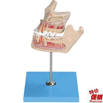 牙体病变k模型B10016