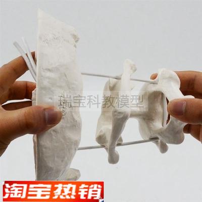 颈椎模型可拆g卸寰椎枢椎枕骨瑜伽健身教学脊椎旋转活动正骨推拿