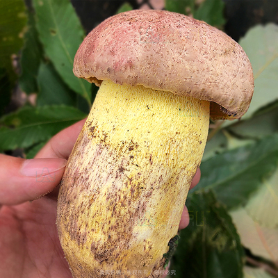 白葱牛肝菌云南新鲜白葱菌