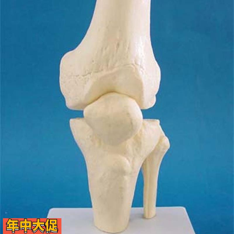 大型人体膝关节骨骼模型骨骼骨架模型教学医用人体标本模型