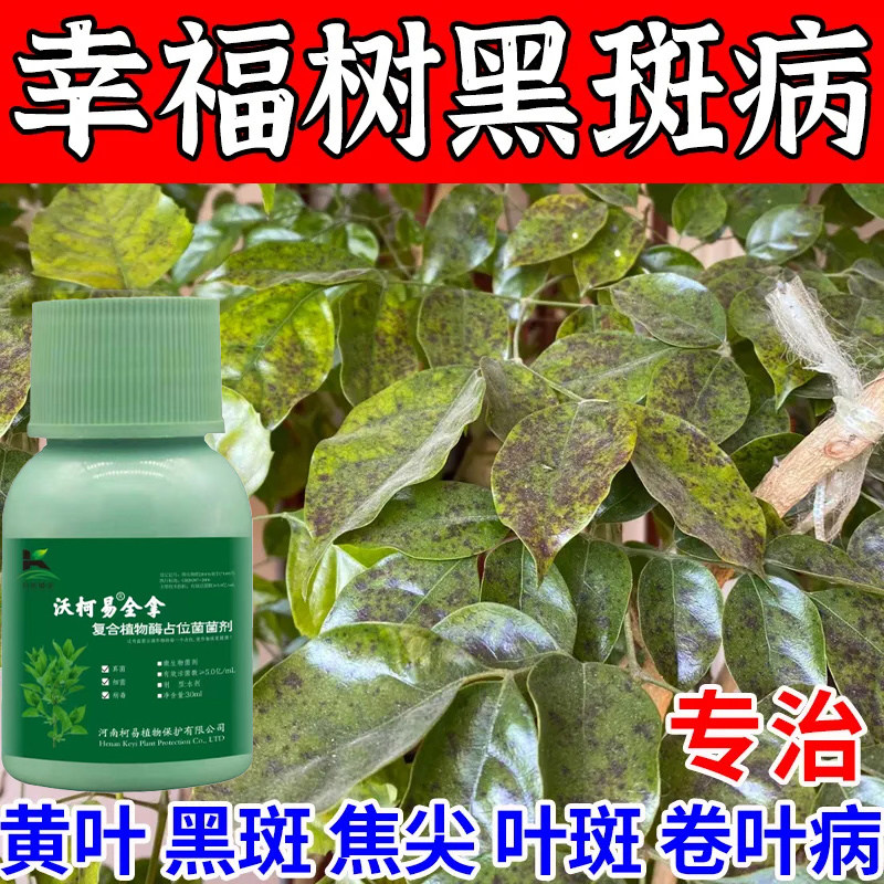 幸福树炭疽病黄叶黑斑病专用】防黄叶干尖黑斑落蕾杀菌促花叶面肥