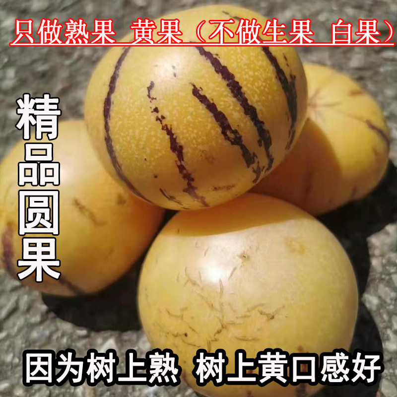 【专注树熟收到直接吃】云南石林人参果新鲜水果人生果圆果现摘