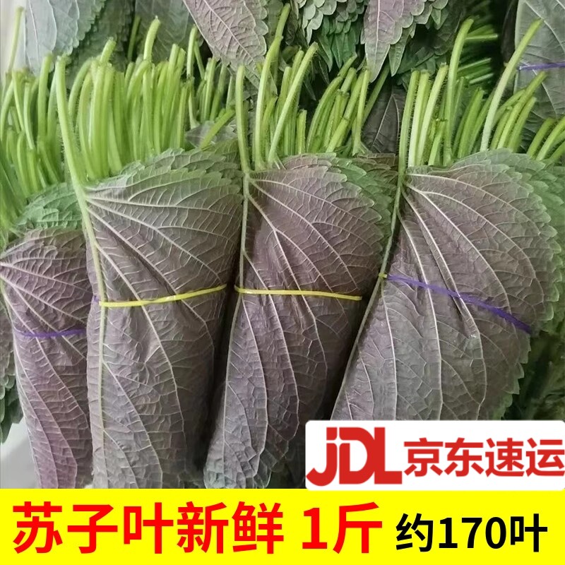 苏子叶新鲜食用包饭叶蘸酱菜烤肉东北紫苏叶韩式料理蔬菜包邮