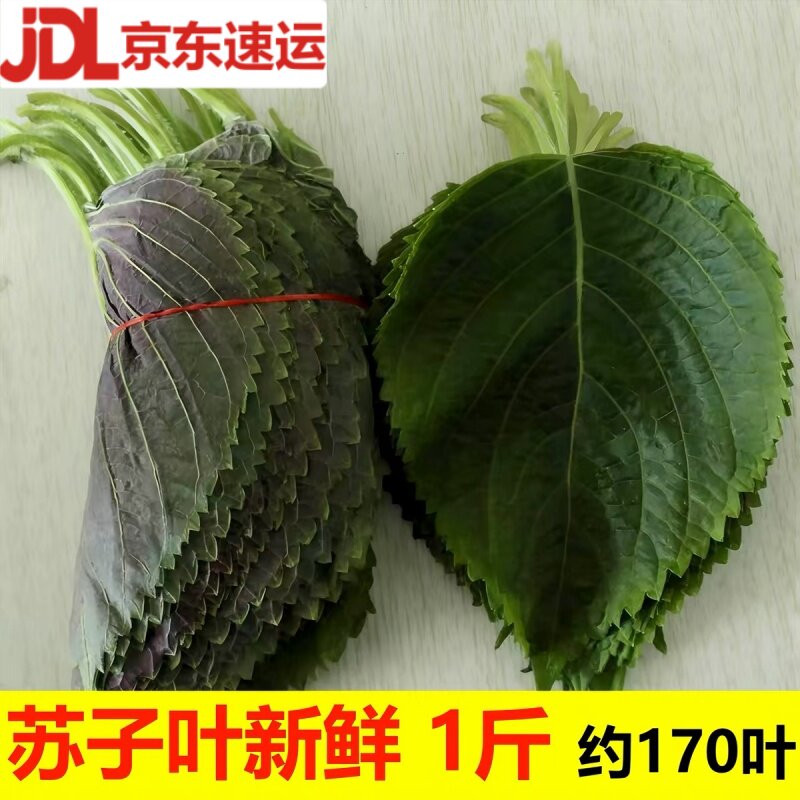 苏子叶新鲜食用韩式烤肉东北绿紫苏叶青菜新鲜饭包叶蔬菜包邮