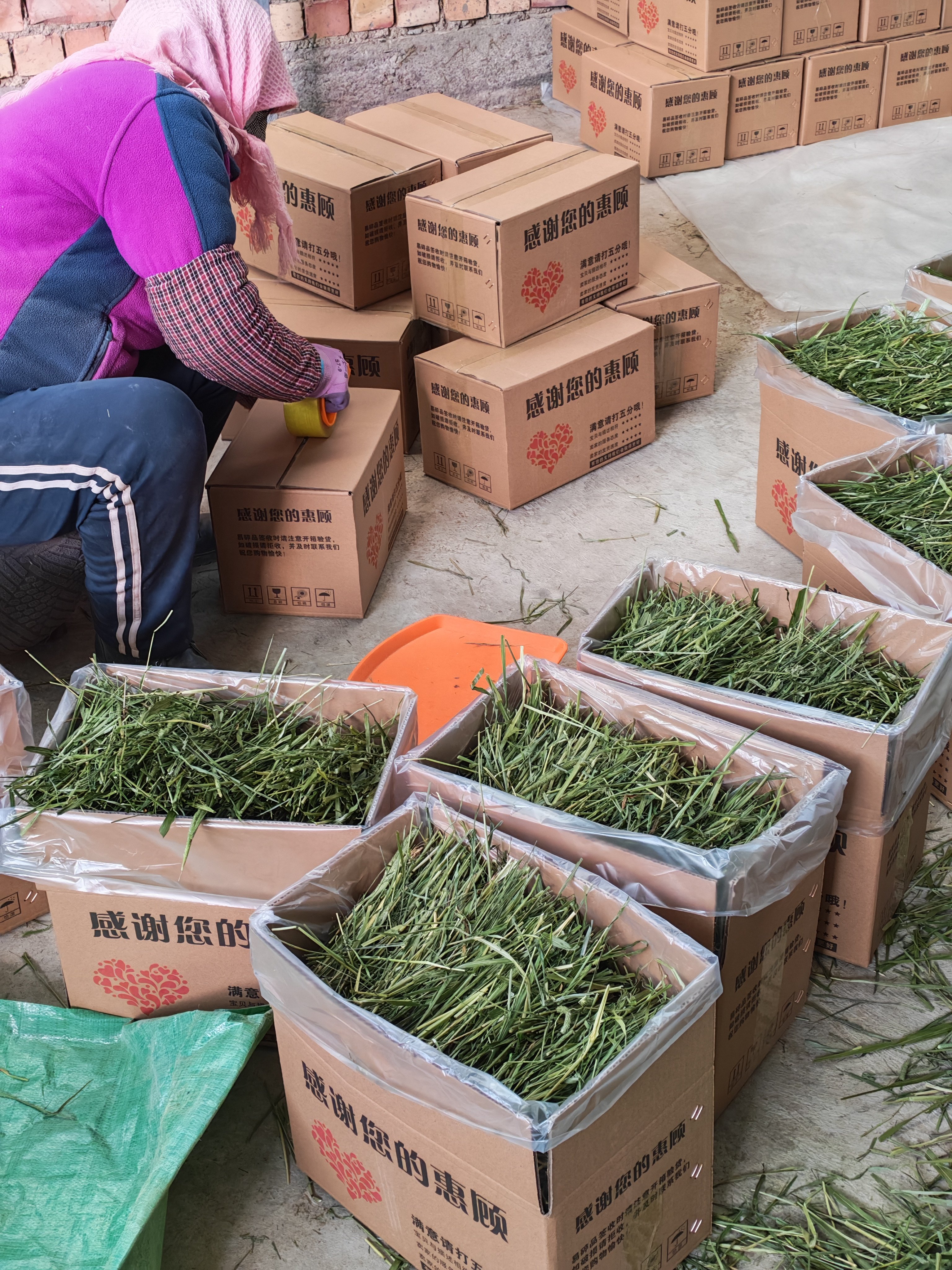 提摩西草新鲜牧草自己家牧场割烘干草段一箱毛重1000包邮兔兔干草