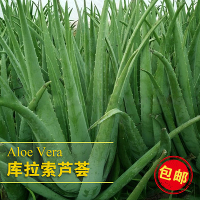 Aloe vera potted plant fresh large aloe vera can eat aloe
