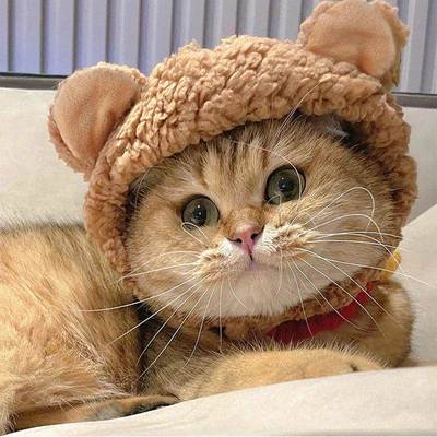 Pet Cat Cap Dog Headgear Cute Bear Ears Warm Plush Hat New Y