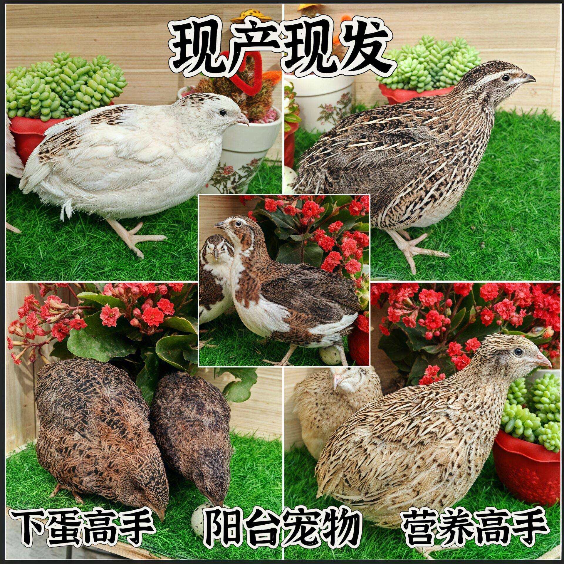巨型沙维鹌鹑种蛋受精蛋鹌鹑种蛋受精蛋沙维鹌鹑种蛋受精蛋活苗