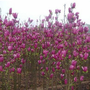 紫玉兰树苗娇红一号玉兰苗嫁接玉兰花苗红玉兰白玉兰地栽绿化苗木