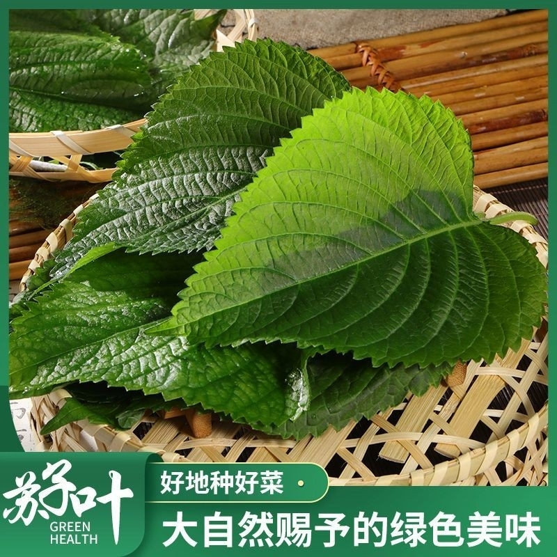东北新鲜苏子叶包饭叶韩式烤肉紫苏叶蔬菜粘豆包叶蘸酱菜散装包邮
