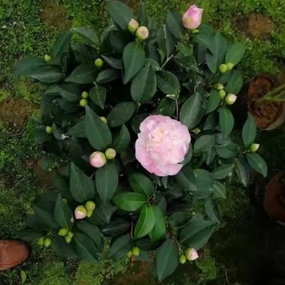 茶花树苗花卉盆栽四季香妃山茶花带花苞花苗室内外耐寒好养活绿植