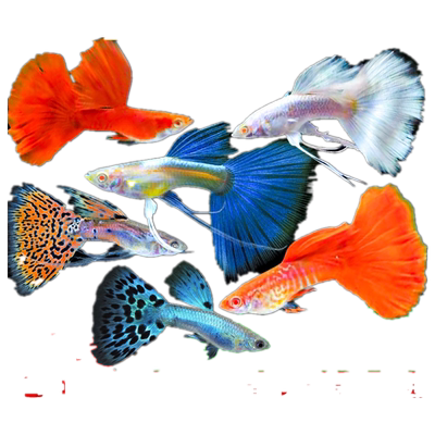 孔雀鱼活体苗观赏小金热带淡水好