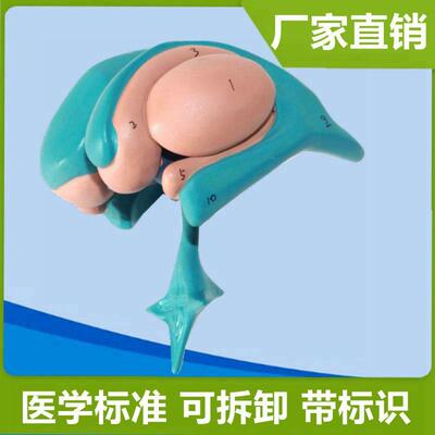 基底核模b型神经节大脑中枢自主运动间脑丘脑脑血管脑干小脑可拼