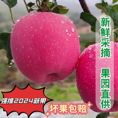 甘肃静宁红富士苹果特级脆甜多汁