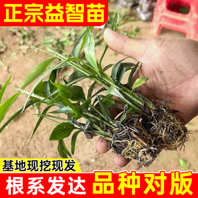 益智苗益智仁种苗良种高产益智菌种苗饱满绿叶茂盛壮苗产地直发