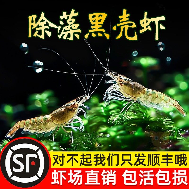 特大黑壳虾除藻虾淡水虾垂钓活体大型工具清洁虾观赏虾草缸饲料虾