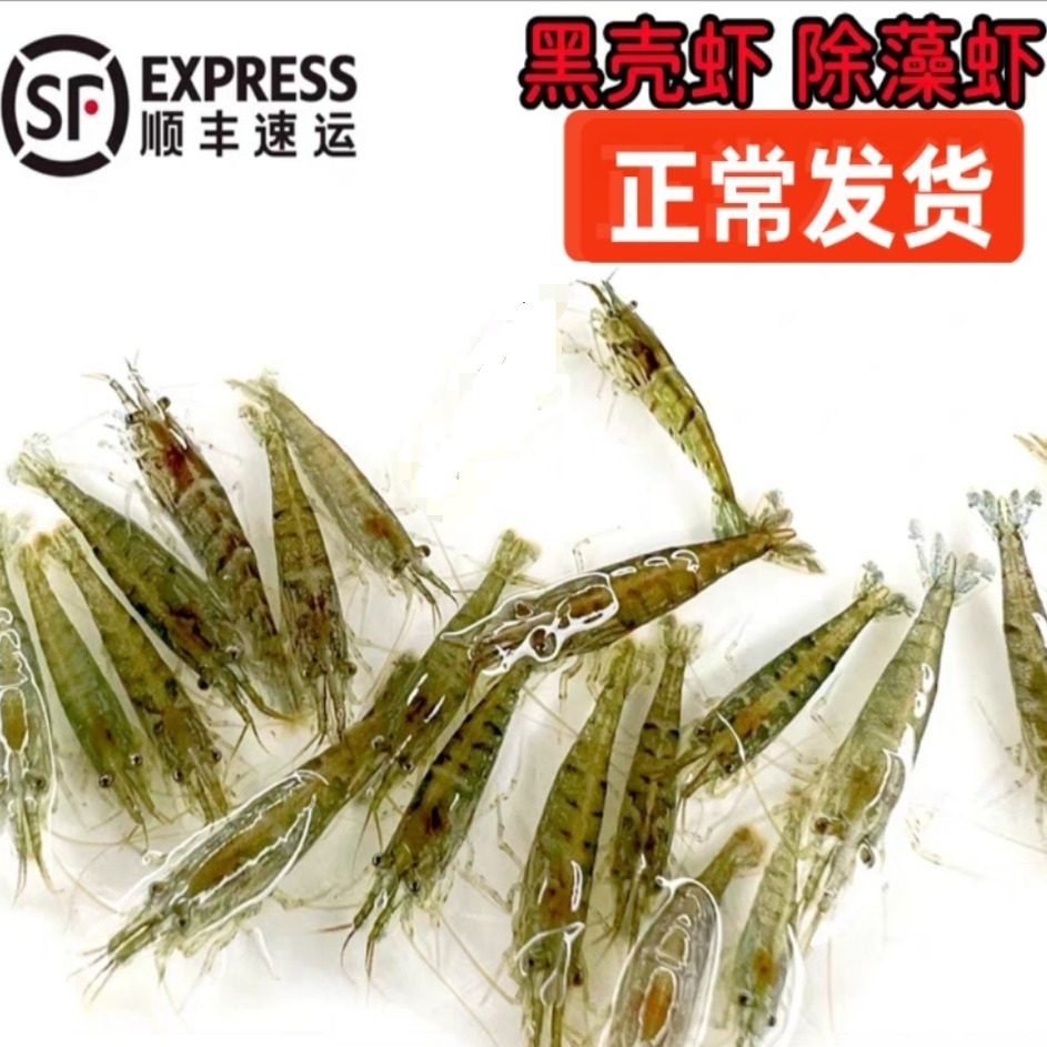 黑壳虾除藻虾鲜活观赏虾清洁草虾淡水虾活体樱花虾活虾耐活冷水虾