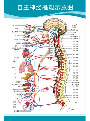 自主神经概观示意图人体解剖挂图人体器官解剖图展板医院布置海报