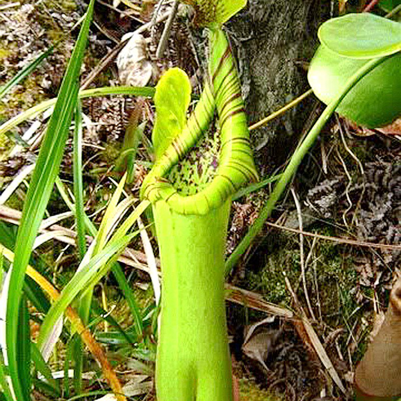 宝特瓶猪笼草truncata食虫植物低地纯色系笼子巨大原种nepenthes