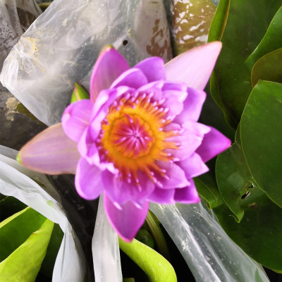 睡莲 香水莲 四季开花 连盆带花苞发货 两盆包邮