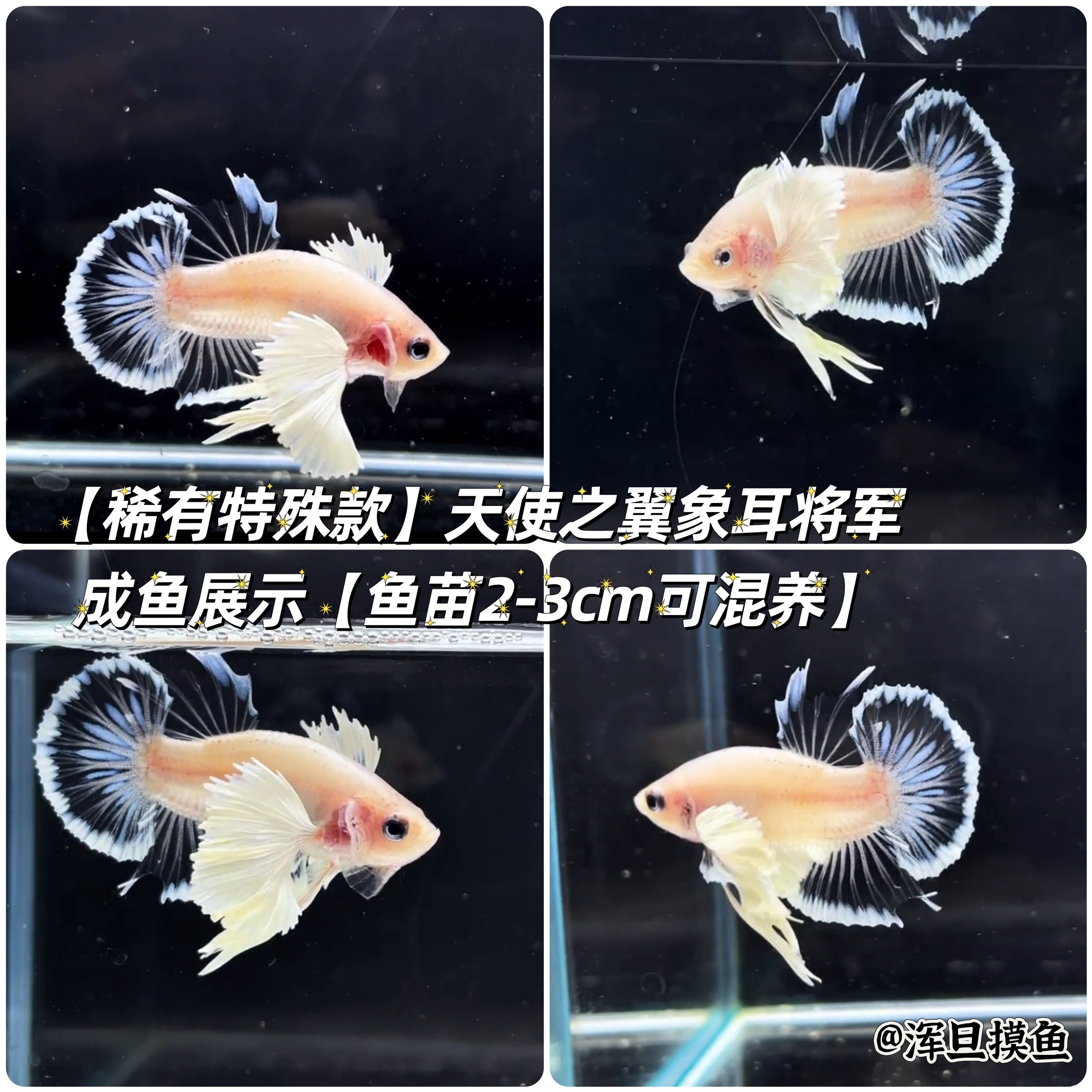 特殊款天使之翼象耳将军种鱼出鱼苗小型观赏鱼宠物可混养观赏鱼苗