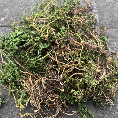 干品新货中药材小春花 干品一朵云阴地蕨独脚金蛇不见中草药500克