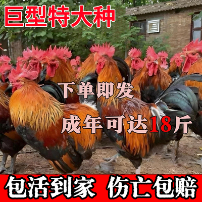 九斤红公鸡活苗阉鸡活苗土鸡苗小鸡活苗巨型大种公鸡活苗肉鸡活苗