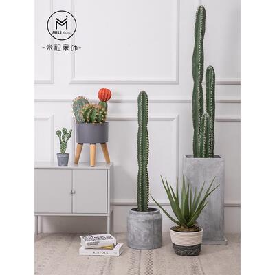 模拟规模仙人掌植物景观仙人掌砂绿色植物盆栽客厅民宿咖啡馆装饰
