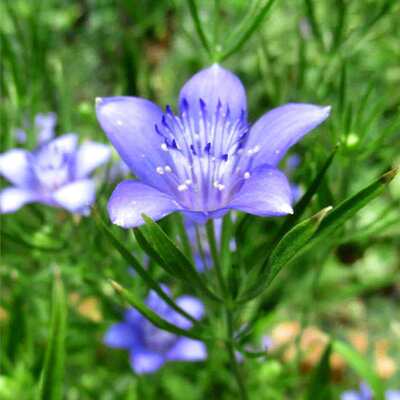 中爱卡黑被绕雾的」查丽