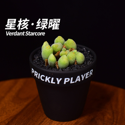 【刺头玩家-星核·绿曜】长毛翠滴玉群生多肉植物|桌面盆栽|成品