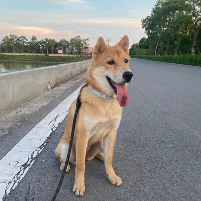 狩猎犬中华田园犬不掉毛狗狗狗