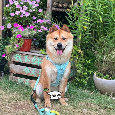 小狗赶山犬猎犬活物农村忠诚狗