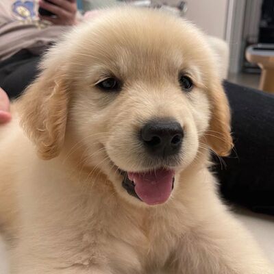 狗可爱导盲犬犬大型犬护主活体