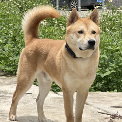 纯种黄狗幼犬农村家养广西土猎犬