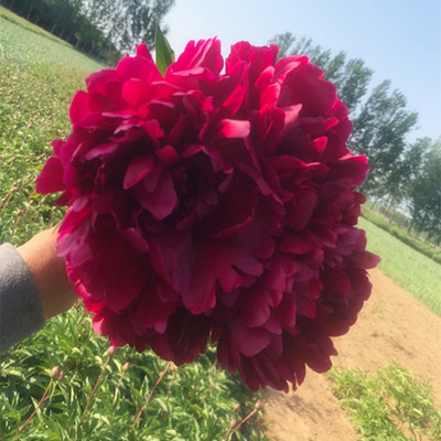 牡丹鲜切花油画牡丹花束进口芍药山东重瓣大芍药花瓶水养母亲节用