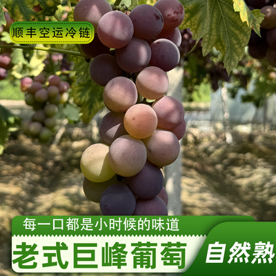 【自然成熟】正宗浦江老式巨峰葡萄鲜果新鲜青红马陆葡萄当季水果