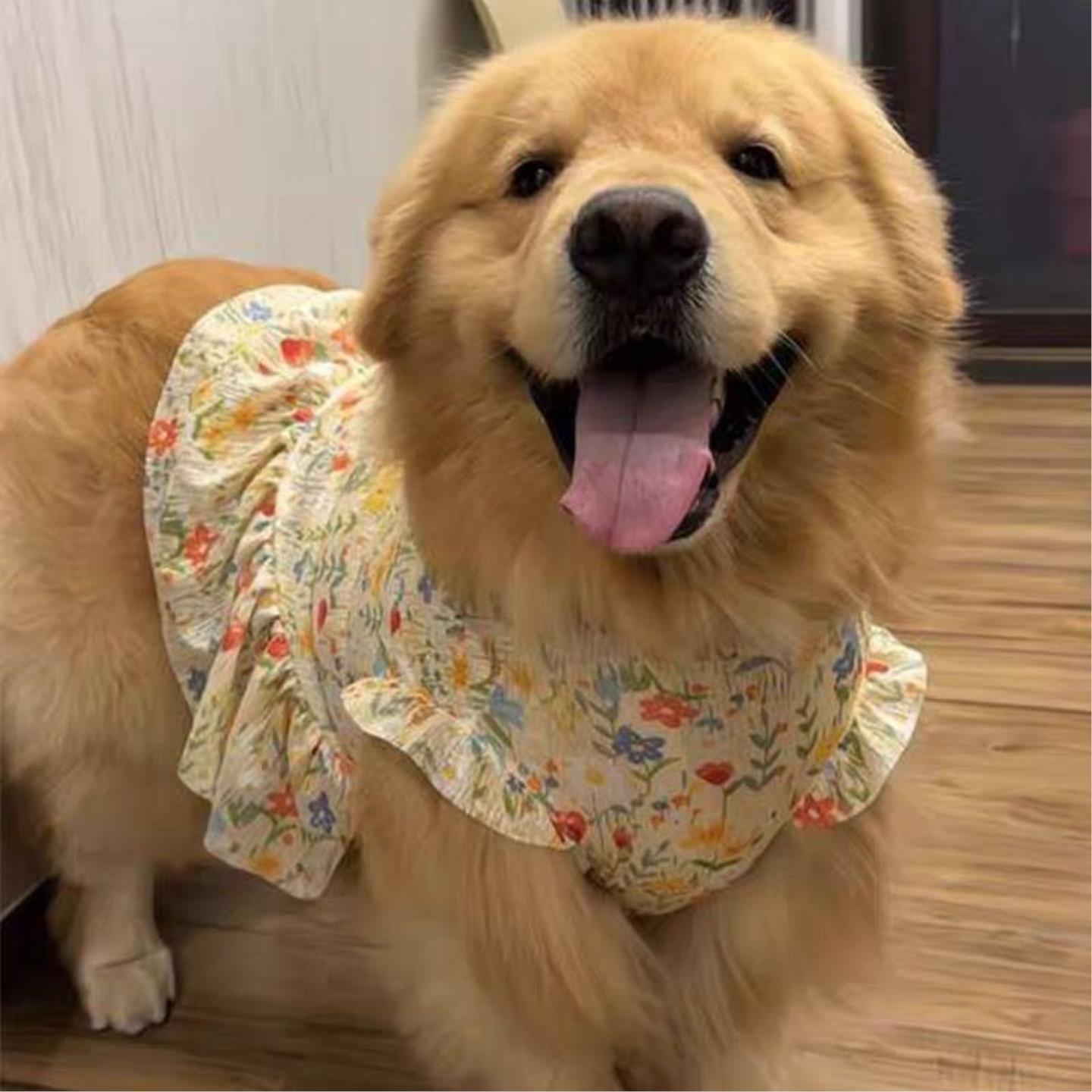 金毛萨摩耶拉布拉多阿拉斯加萨摩大狗狗衣服大型犬公主裙夏季薄款