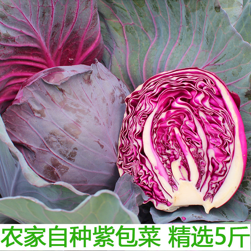 现割新鲜蔬菜沙拉菜紫甘蓝紫椰菜5斤包邮紫包菜卷心菜红椰菜