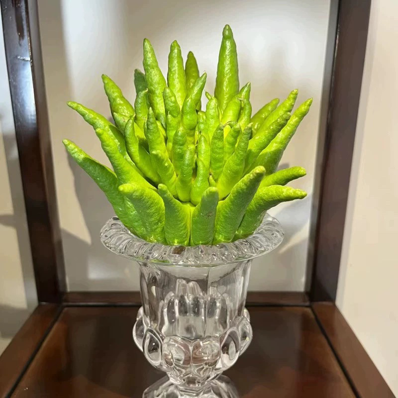 新鲜佛手柑水培带枝盆栽观赏佛手果香橼闻香干摆清供水养插花佛手