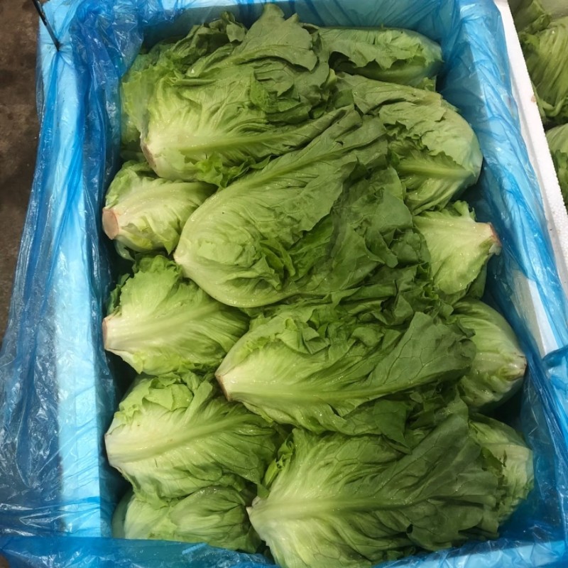 云南新鲜意大利沙拉生吃蔬菜现发新鲜出炉早晨采火锅刷菜罗马生菜