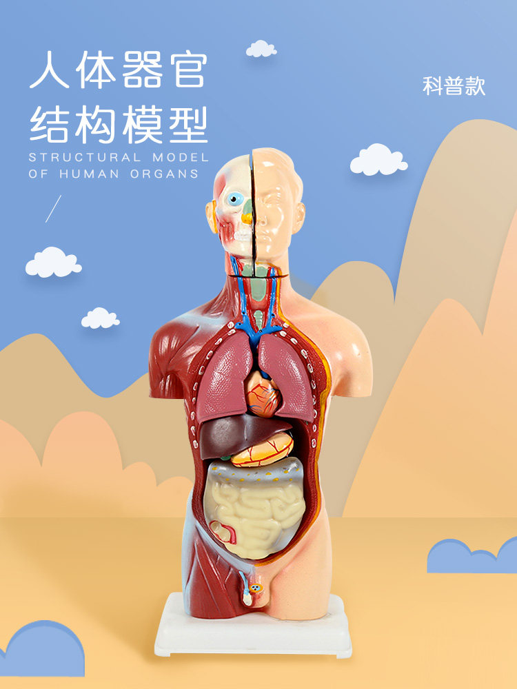 kids Human Body Structure Anatomy Model Detachable Internal Organs ...